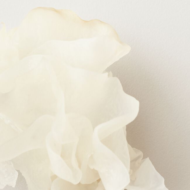 Nourish Snow Mushroom Moisture Mask - AG Care | CosmoProf