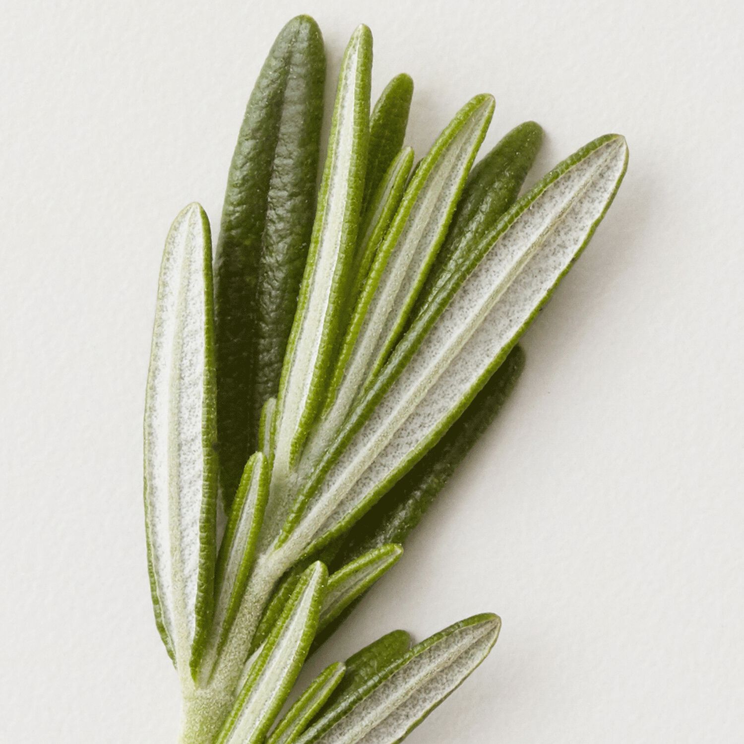 Renew Clarifying Shampoo - AG Care | CosmoProf